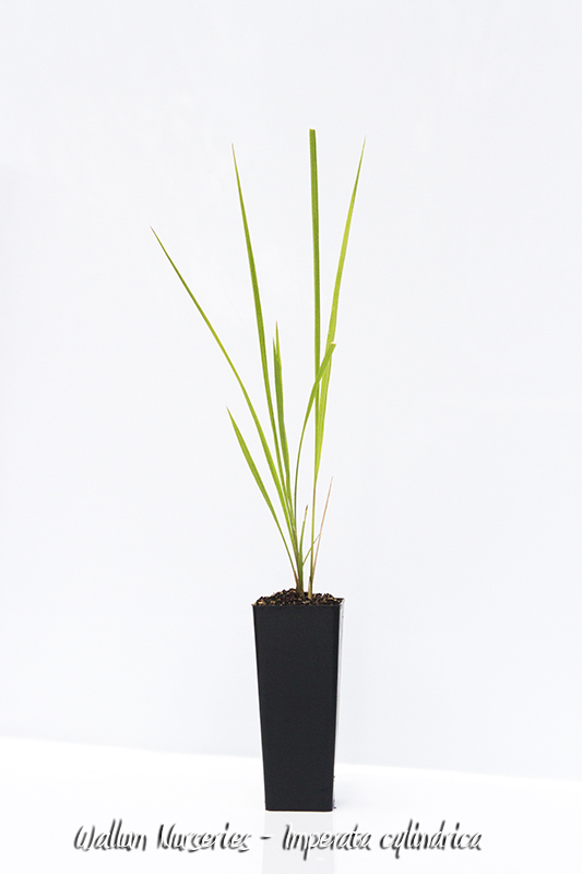 Blady Grass Wallum Nurseries